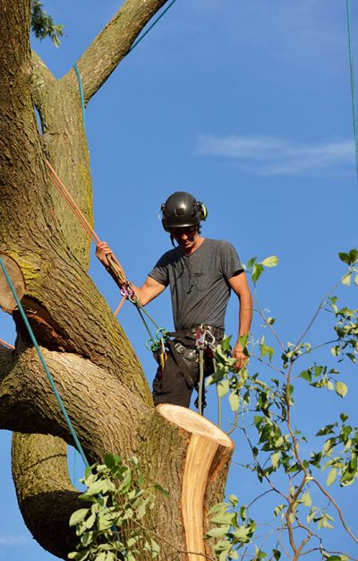 Tree Services in Metro Atlanta | For All Seasons Tree Service | 770-736 ...